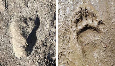 More Evidence That Humans Co Existed With Dinosaurs The 290 Million