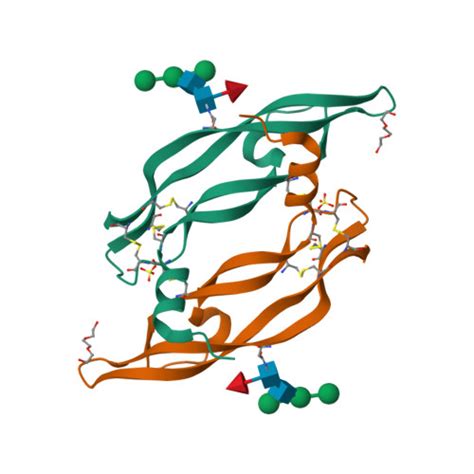 RCSB PDB 4KZN Crystal Structure Of Human VEGF A Receptor Binding Domain