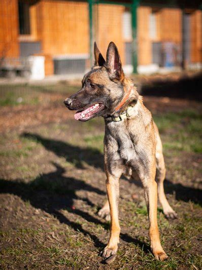 APAGI Tina CHIEN Type Berger Belge Malinois à la robe Fauve charbonnée