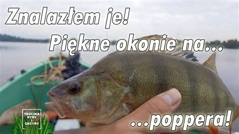 Znalazłem je Piękne okonie na poppera YouTube