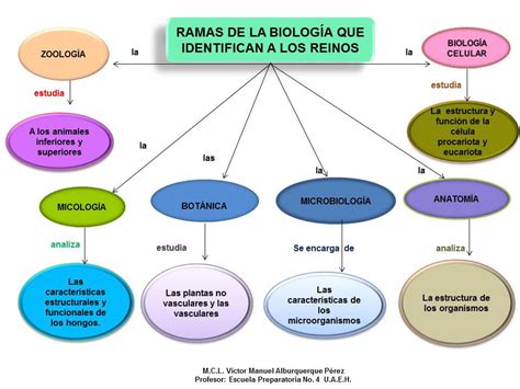 Mapa De Las Ramas De La Biologia