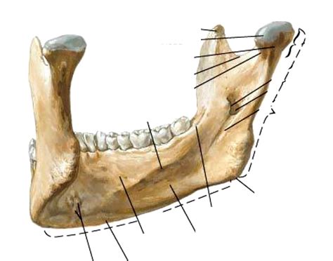 Posterior View Of Mandible Diagram Quizlet