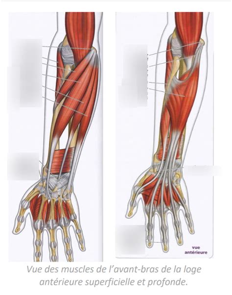 Vue des muscles de l avant bras de la loge antérieure superficielle et