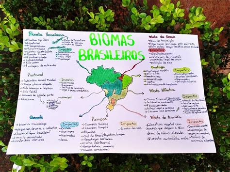 Mapas Mentais Sobre BIOMAS BRASILEIROS Study Maps