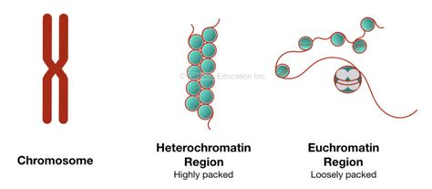 Inside Chromatin Definition Structure And Function Genetic Education