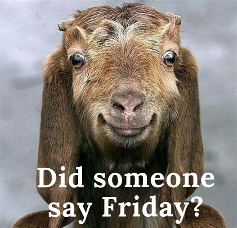 Friday Funny Pictures Wallpapers