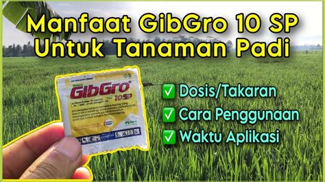 Manfaat Dan Dosis GibGro 10 SP Untuk Tanaman Padi YouTube