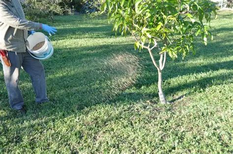 Obstbäume düngen Tipps wann und womit Sie das machen sollten