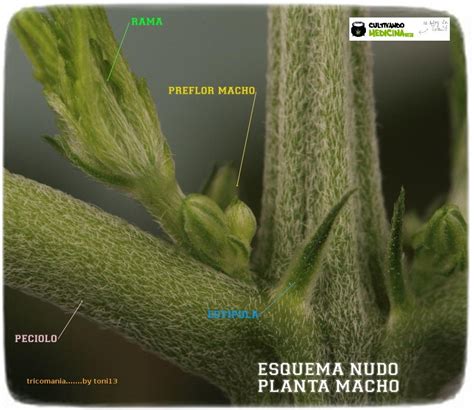 Cómo diferenciar una planta macho de una hembra Como cultivar