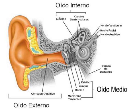 Partes del oído externo