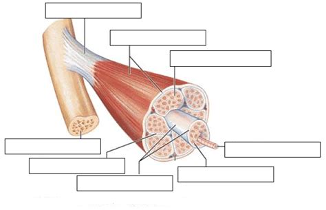 Blank Diagram Muscular System