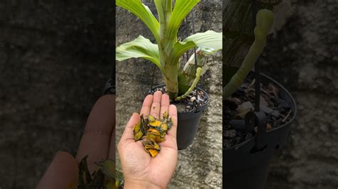 COLOQUE ESSA CASCA NAS ORQUIE VEJA O INCRÍVEL RESULTADO shorts