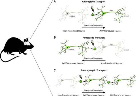 Adeno Associated Viral Vectors In Neuroscience Research Molecular