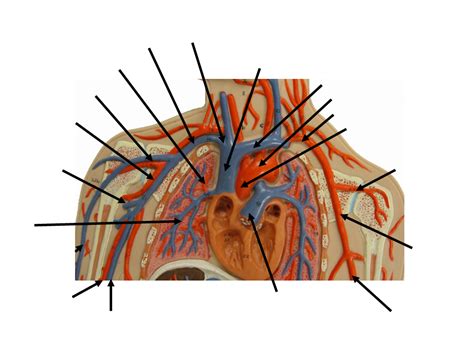 Vessels Of Thorax Flat Model Diagram Quizlet
