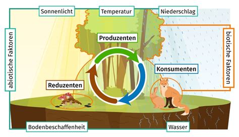 Ökosystem Definition Zusammenfassung Easy Schule