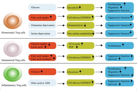 Frontiers Metabolic Controls On Epigenetic Reprogramming In