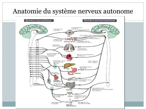 PPT LE SYSTÈME NERVEUX AUTONOME Tortora chapitre 15 PowerPoint