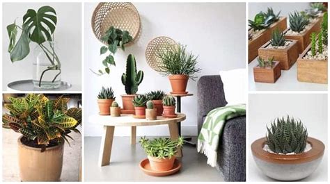 Topo Imagem Modelo De Vaso Para Planta Br Thptnganamst Edu Vn