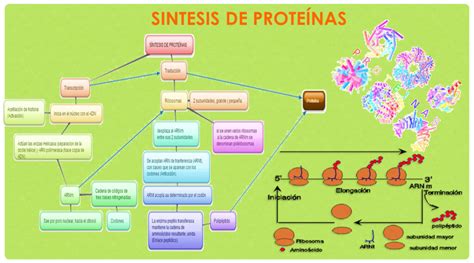 Esquema de proteínas Fotos Guía 2024