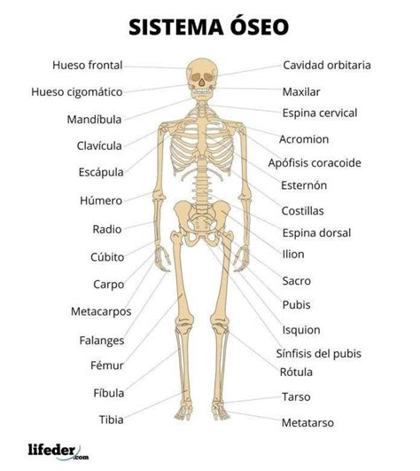 Sistema Oseo Rompecabezas En L Nea