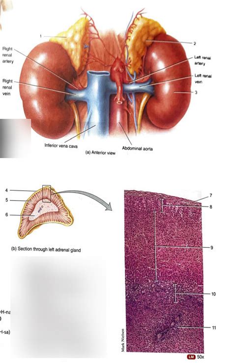 Adrenal Gland Diagram Quizlet