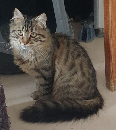 Tabby La Maison Des Chats Oise
