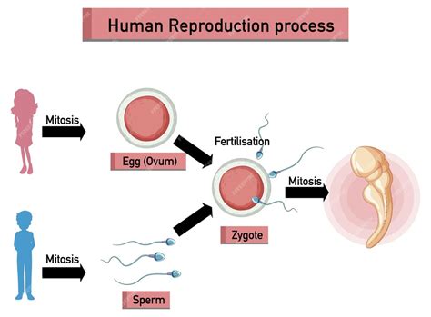Free Vector Human Reproduction Process Infographic