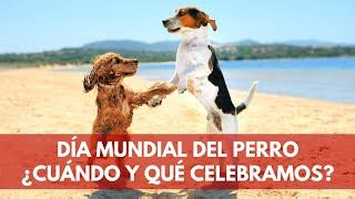 Día Mundial del Perro Cuándo y por qué se celebra Doovi