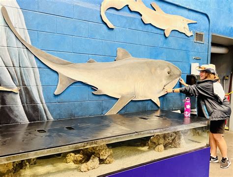 Dare To Encounter Sharks Up Close At SeaWorld Orlando Freaks Of HHN