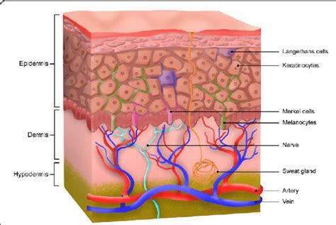Epidermis Structure Cell And Layers Of A Human Skin