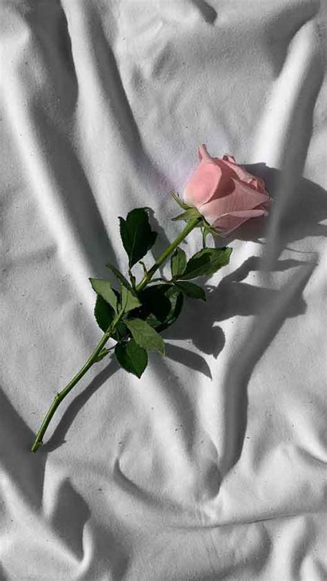 Details More Than Pink Rose Wallpaper Iphone Best In Coedo Vn