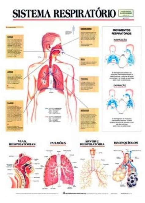 Mapa Conceptual Sistema Respiratorio Nuestros Esquemas Del Aparato
