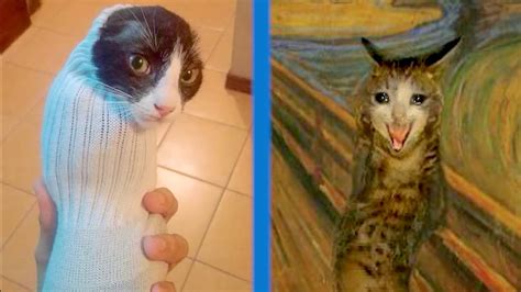 BEST CAT MEMES COMPILATION OF 2020 PART 32 FUNNY CATS YouTube