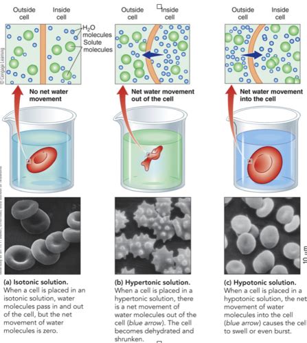 Chapter 5 Biological Membranes Flashcards Quizlet