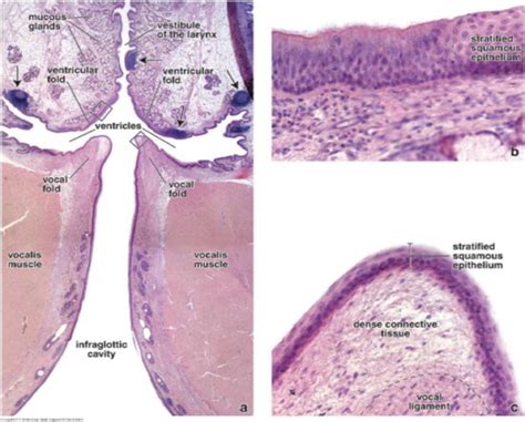 Oral Nasal Larynx Histology Flashcards Quizlet The Best Porn Website