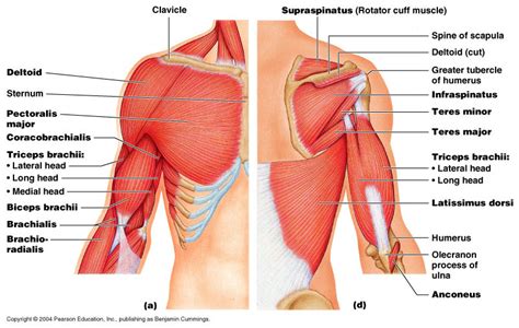 Arm And Shoulder Muscles And Their Functions Diagram Quizlet