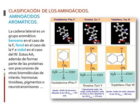 PPT Bioquímica ESTRUCTURAL Los aminoácidos sillares de construcción