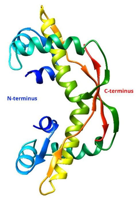 Swiss Model Protein