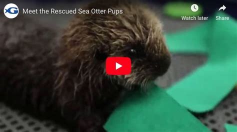 Getting To Know Georgia Aquariums New Pups — The Daily Otter Georgia Aquarium Otters Pup