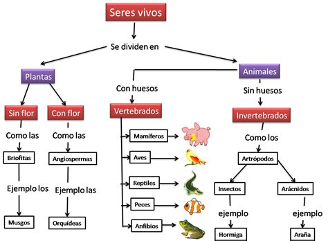 Las células Mapa conceptual Los seres vivos