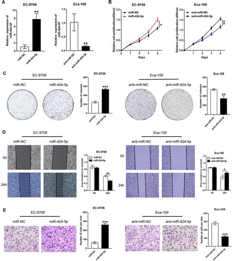 MiR 424 5p Regulates ESCC Cells Proliferation And Migration In Vitro