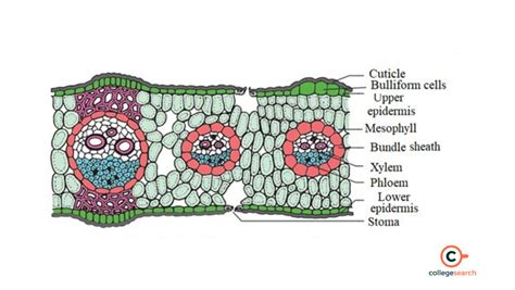 Monocot Leaves Microscope
