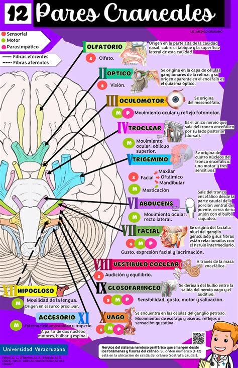 Infografia Pares Craneales Gabriela Roque Guillen Nervios Del