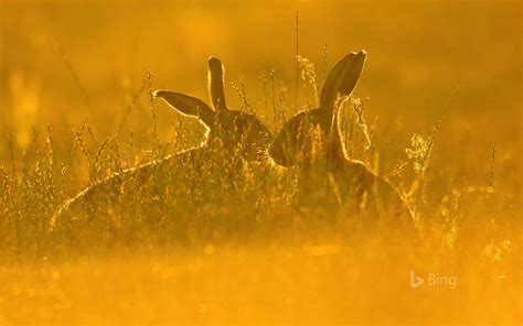 In The Tall Grass Wallpapers Wallpaper Cave