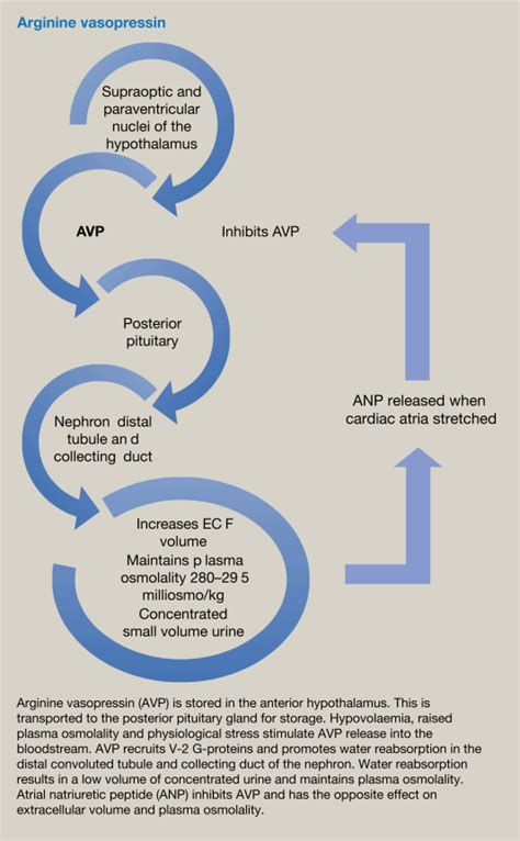 Physiology Of Human Fluid Balance Anaesthesia Intensive Care Medicine
