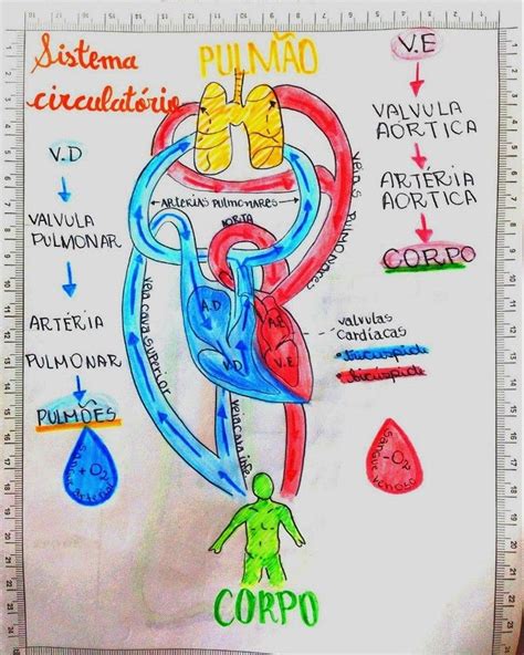 Sistema Circulat Rio Sangue Venoso E Arterial Sistema Circulat Rio