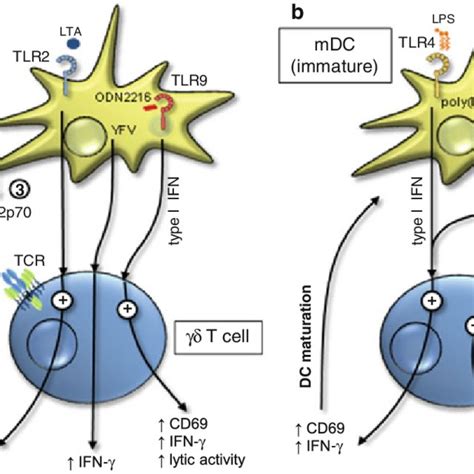 A Summary Of The Direct Co Stimulatory Effects Of TLR Ligands On Human
