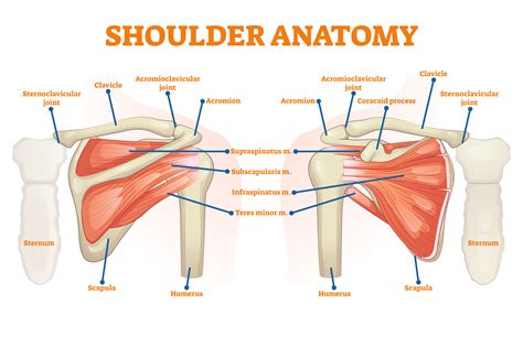 Shoulder Anatomy Paul Kiritsis Md Richmond Va Premier Orthopedic