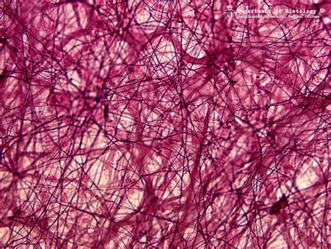 Fiszki Histologia Szkie Ka Tkanki Quizlet