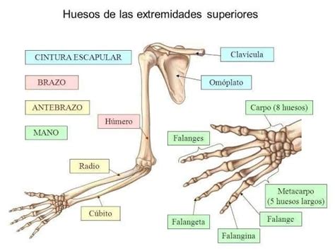 Pin De EFI VIRTUAL En Cuerpo Humano Y Deporte Huesos Del Brazo